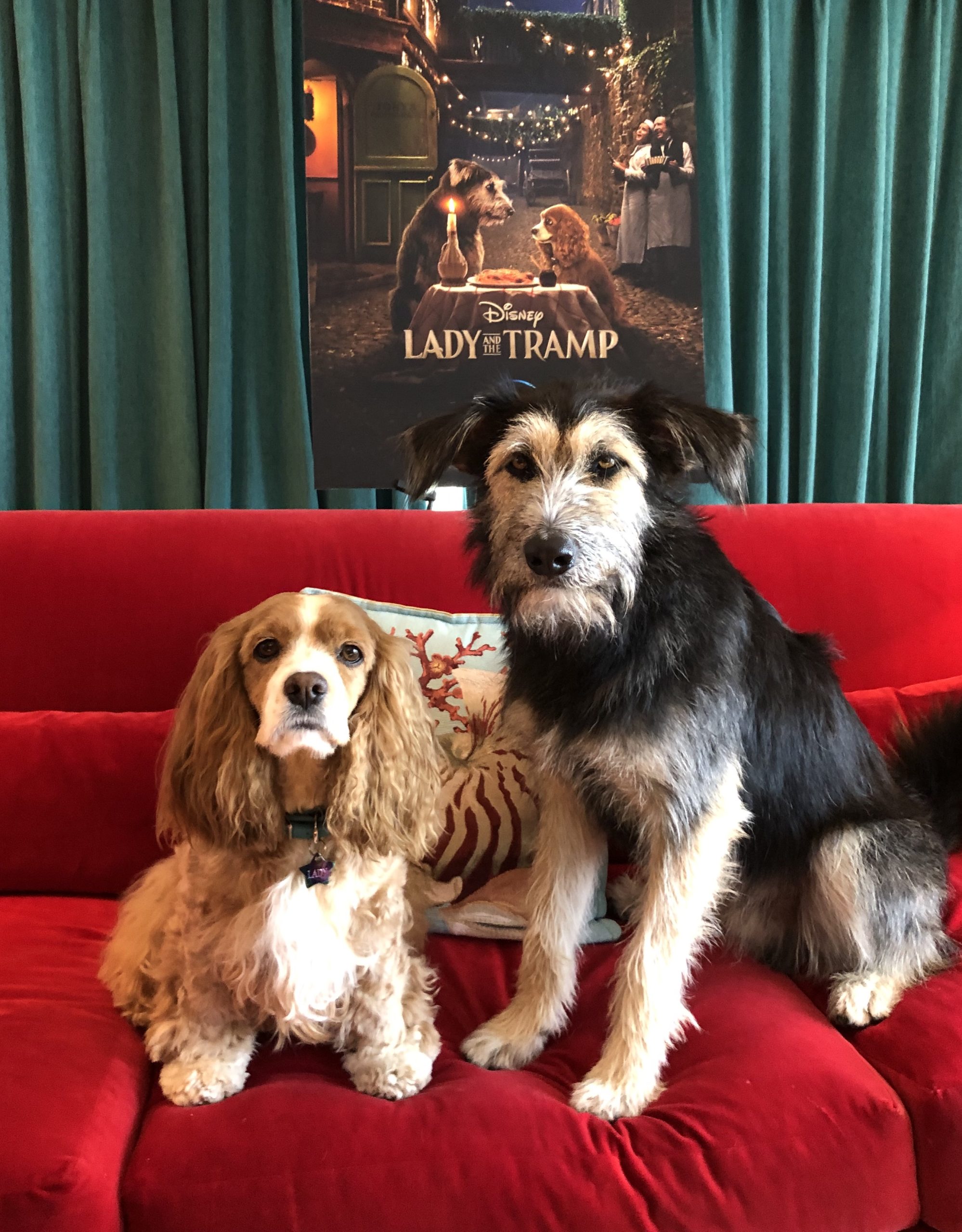 Lady and the Tramp LIVE Action Movie premieres with Disney+ Video ...